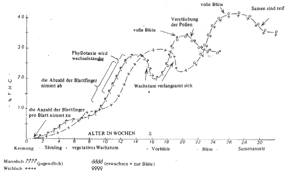 Andreas Kelich: Enzyklopaedie der Drogen: Halluzinogene: Botanischer ...